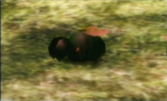 Shearwig - Pikipedia, the Pikmin wiki