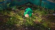 Moss - Pikipedia, the Pikmin wiki
