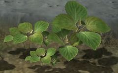 Vegetation - Pikipedia, the Pikmin wiki