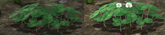 Clover - Pikipedia, the Pikmin wiki