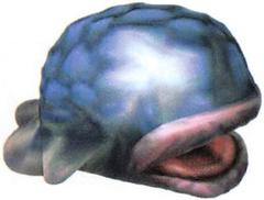 Water Dumple - Pikipedia, the Pikmin wiki