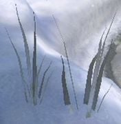 Category:Valley of Repose images - Pikipedia, the Pikmin wiki