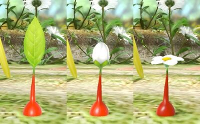Maturity - Pikipedia, the Pikmin wiki