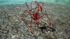 Fiery Dweevil - Pikipedia, the Pikmin wiki