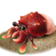 Hermit Crawmad - Pikipedia, the Pikmin wiki