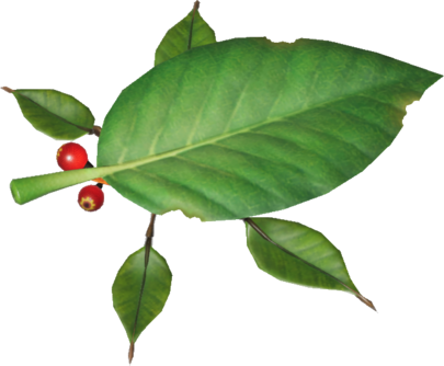 Skitter Leaf - Pikipedia, the Pikmin wiki