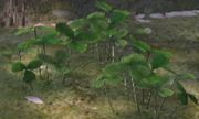 Clover - Pikipedia, the Pikmin wiki