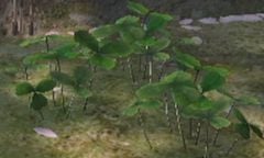 Clover - Pikipedia, the Pikmin wiki