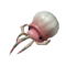 Mitite - Pikipedia, the Pikmin wiki