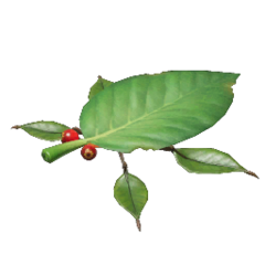 Skitter Leaf - Pikipedia, the Pikmin wiki