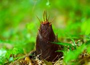 Anxious Sprout - Pikipedia, the Pikmin wiki