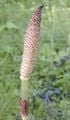 Horsetail - Pikipedia, the Pikmin wiki