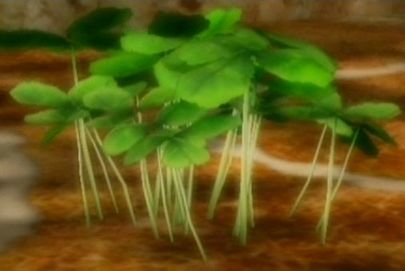 Clover - Pikipedia, the Pikmin wiki