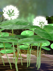 Clover - Pikipedia, the Pikmin wiki